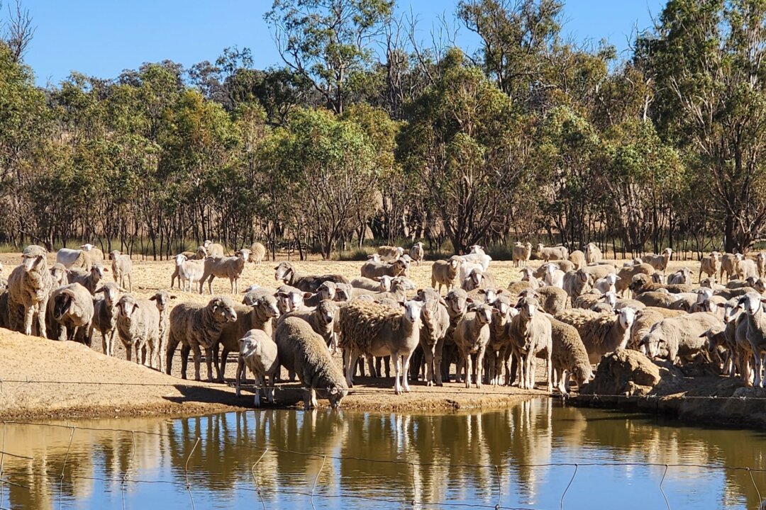 Live Sheep Export Ban Introduced Into Parliament, With Coalition ...