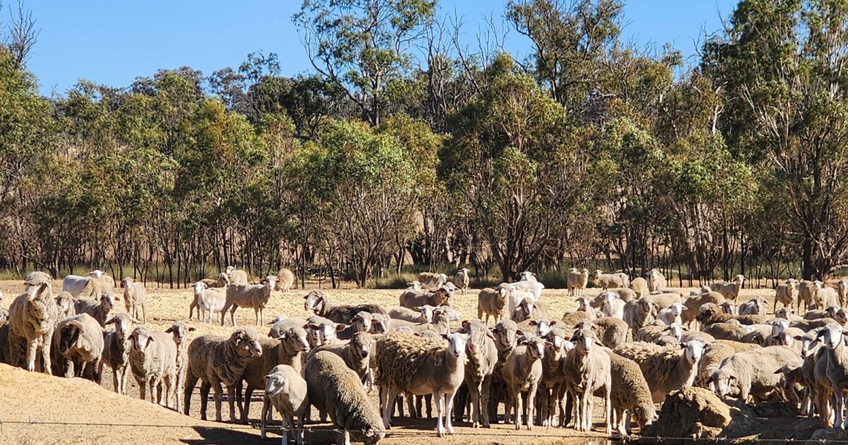 Live Sheep Export Ban Introduced Into Parliament, With Coalition Pushback
