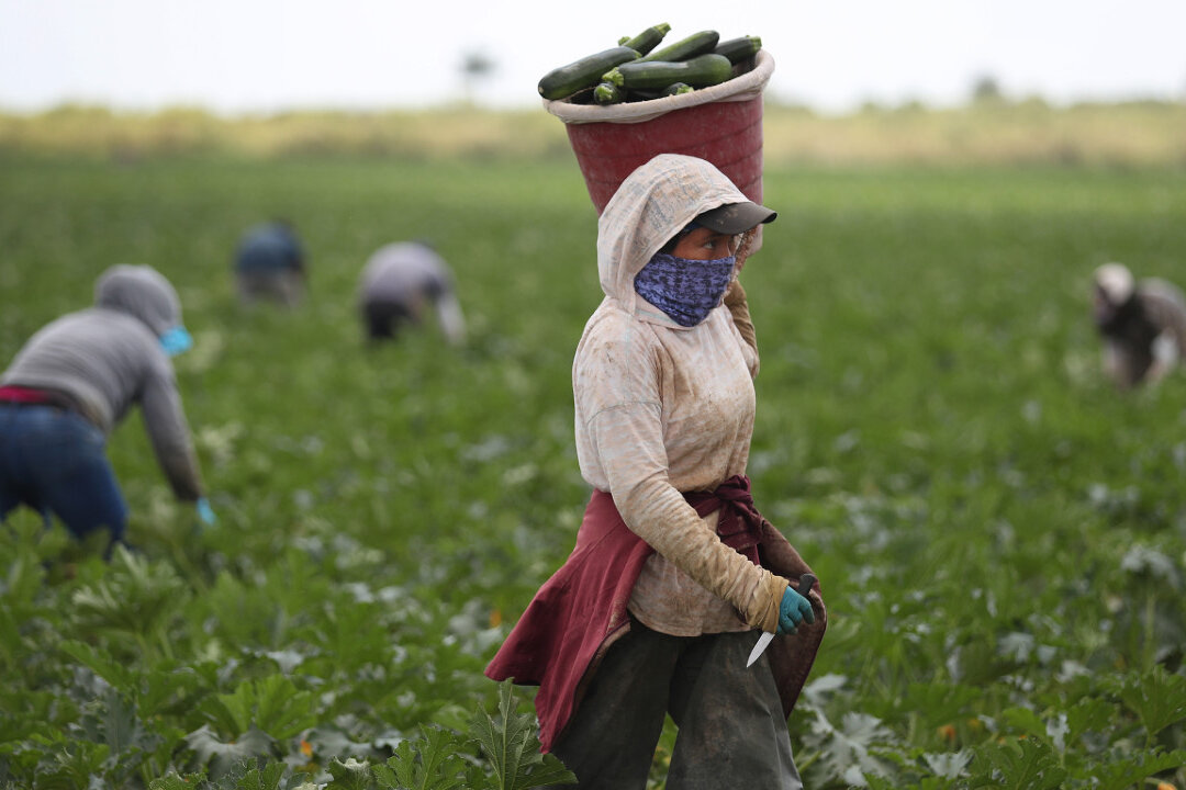 Legislator Calls US Farm Labor Shortage a ‘Massive Crisis’ That Will ...