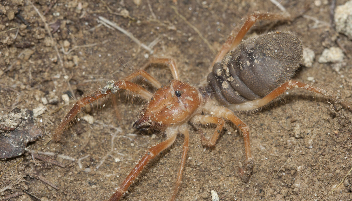 Arizona Man’s Encounter With Spider-Scorpion Hybrid Is Absolutely ...
