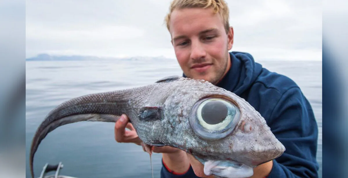 Fisherman Reels In Dinosaur-Like ‘Ghost Shark’ From 800 Meters ...