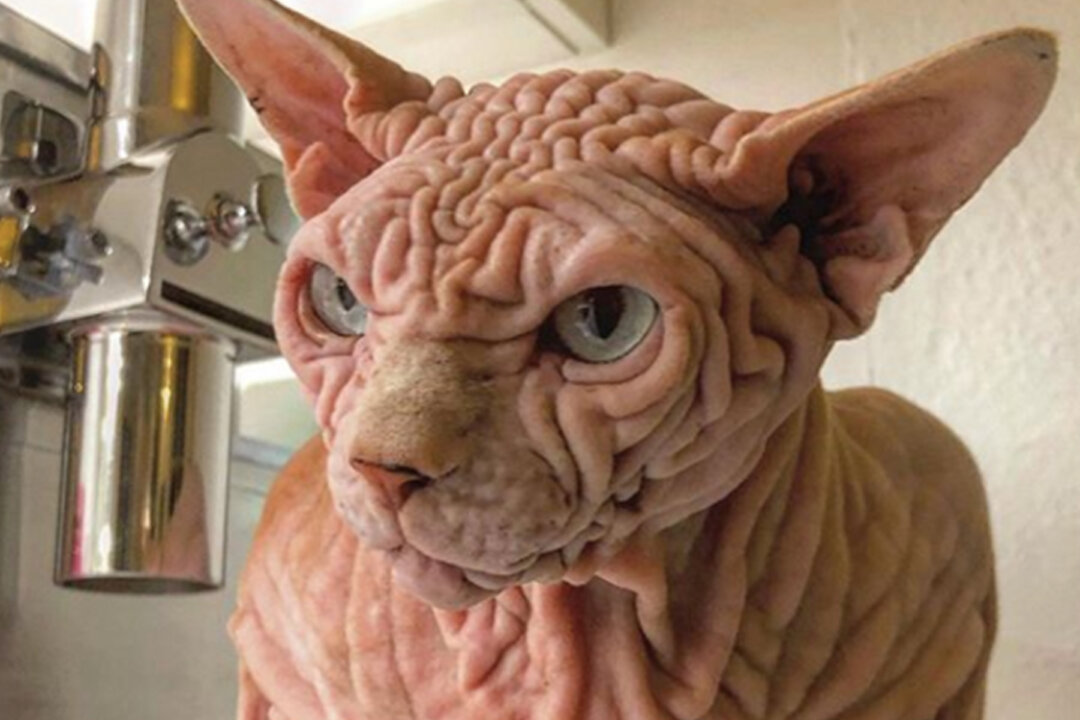 Wrinkly Sphynx Cat Might Look Mean, but His Lovable Personality Is ...