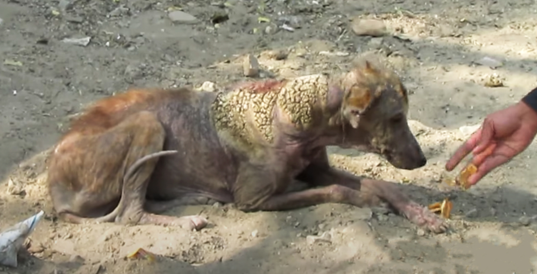 Stray, Mangy Dog With Skin Looking Like Barnacles Undergoes Incredible ...