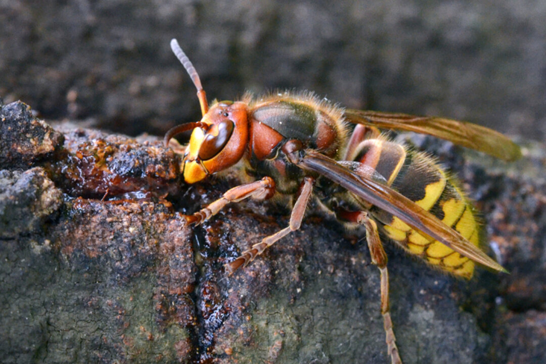 Videos of Giant Asian ‘Murder Hornets’ Demonstrate the Terrifying ...