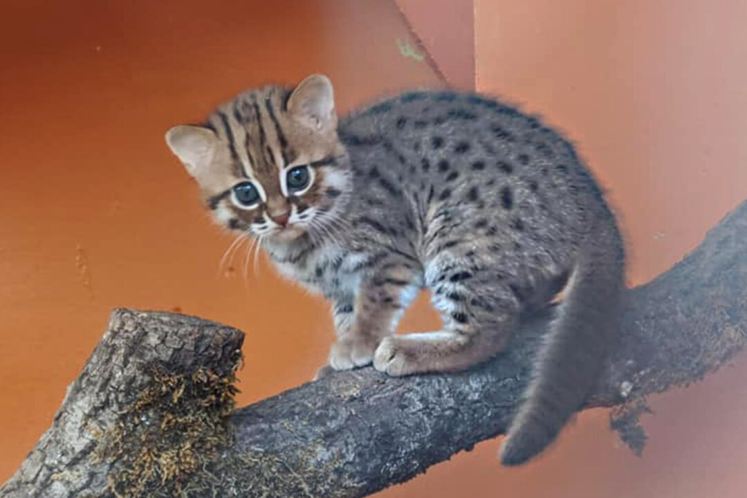 UK Animal Sanctuary Welcomes ‘World’s Smallest Feline’ Rusty-Spotted ...