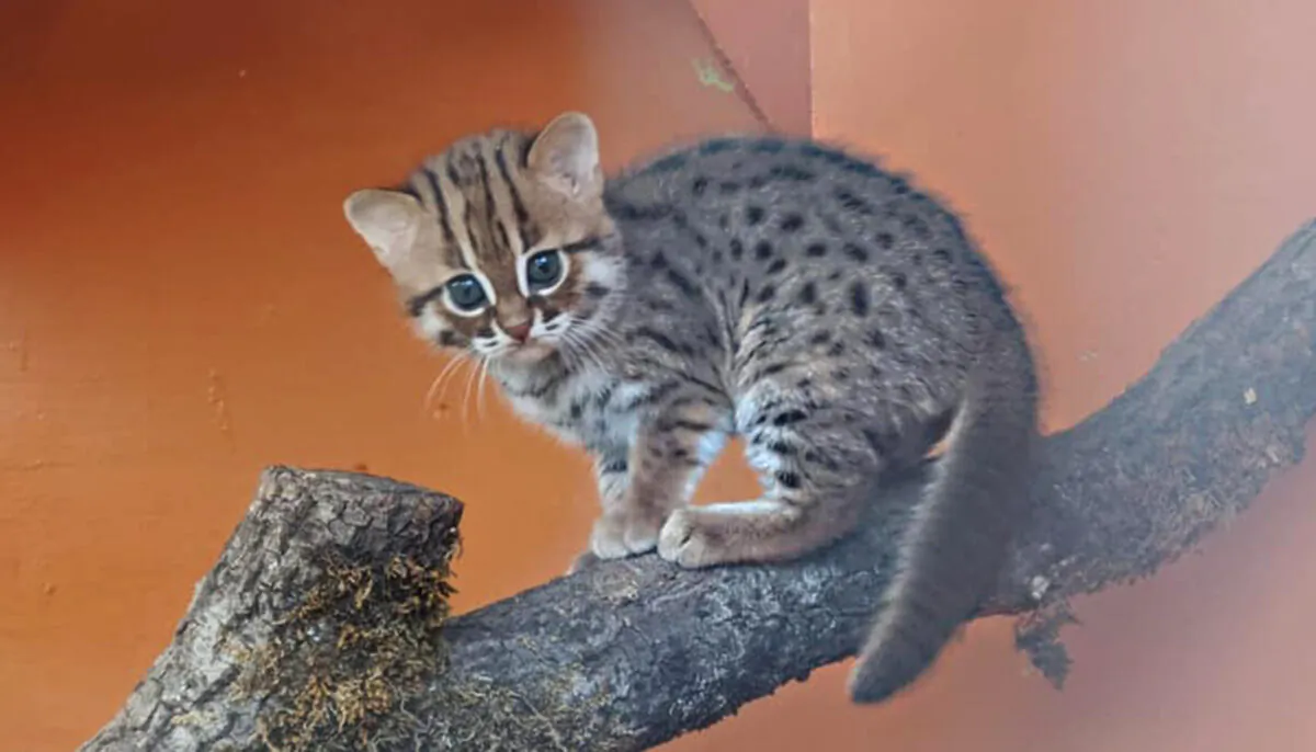 UK Animal Sanctuary Welcomes ‘World’s Smallest Feline’ Rusty-Spotted ...