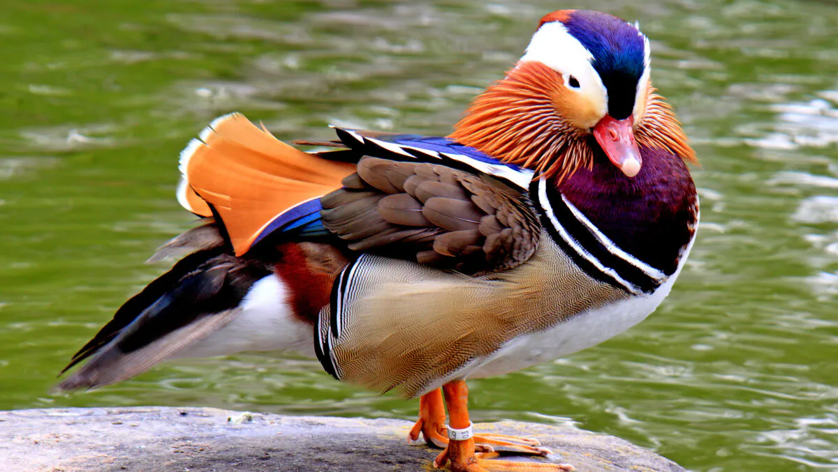 ‘The Most Beautiful Duck in the World’: Mandarin Duck Sighted Again in ...