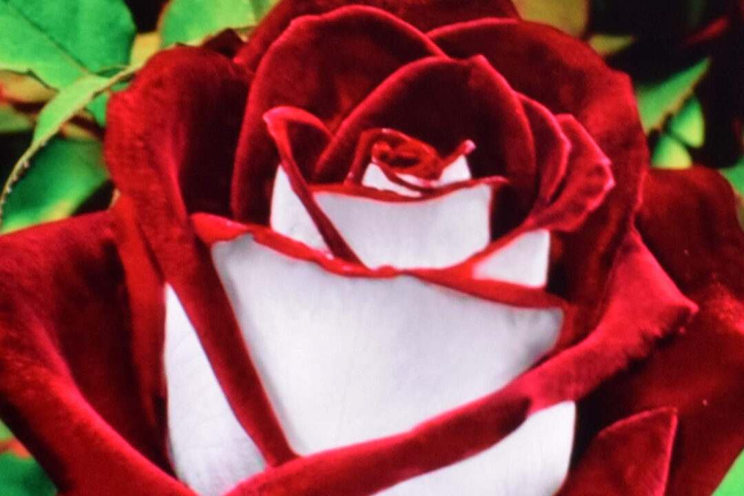 Rare Double-Colored Osiria Rose ‘Is Not a Scam’ but Typically Hard to ...