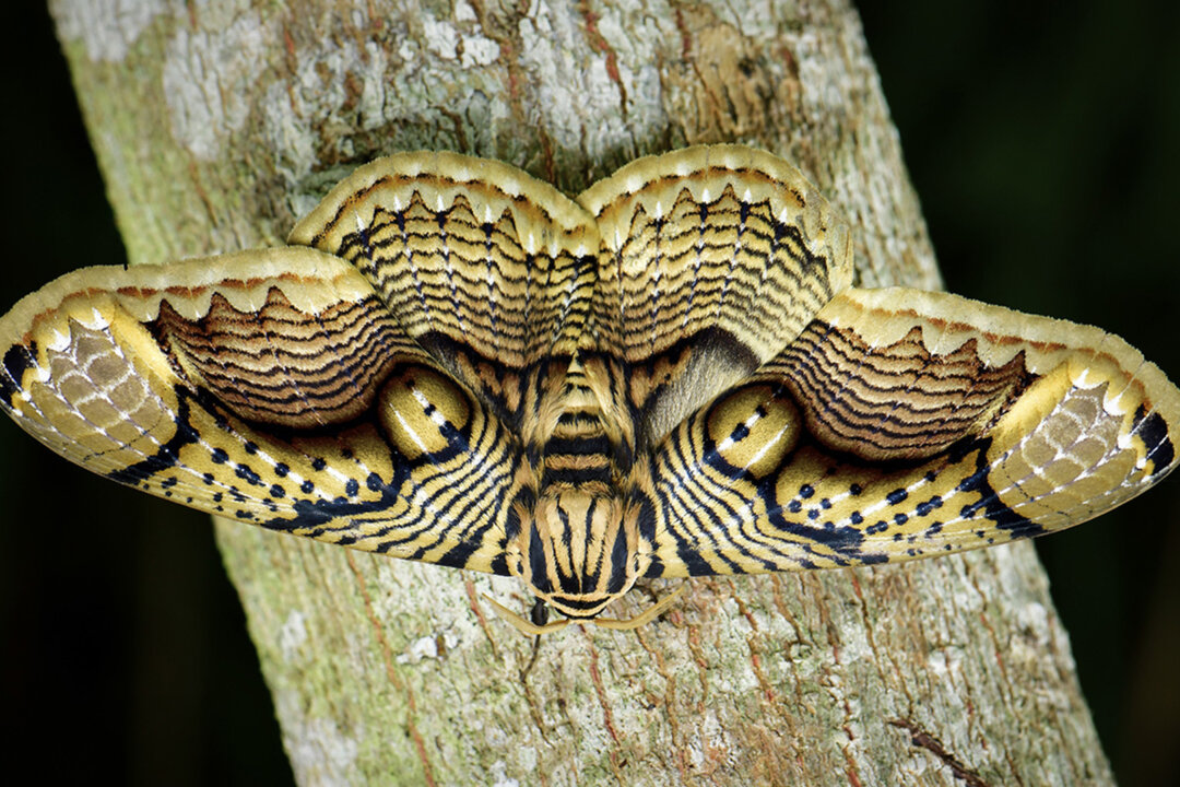 Photographer Captures Incredible Footage of Giant Brahmin Moth’s ‘Tiger ...