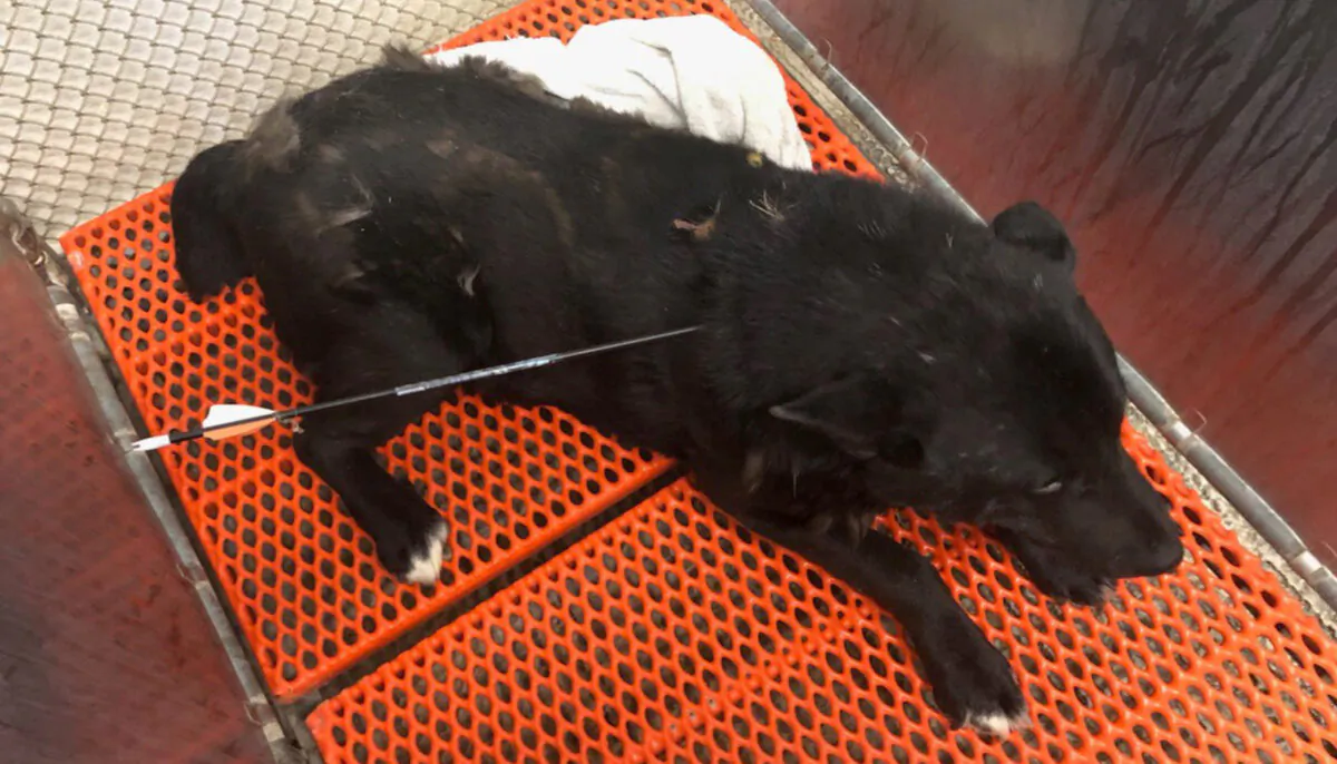 Dog Was Shot in the Neck With an Arrow on Reservation, Gets Rescued ...