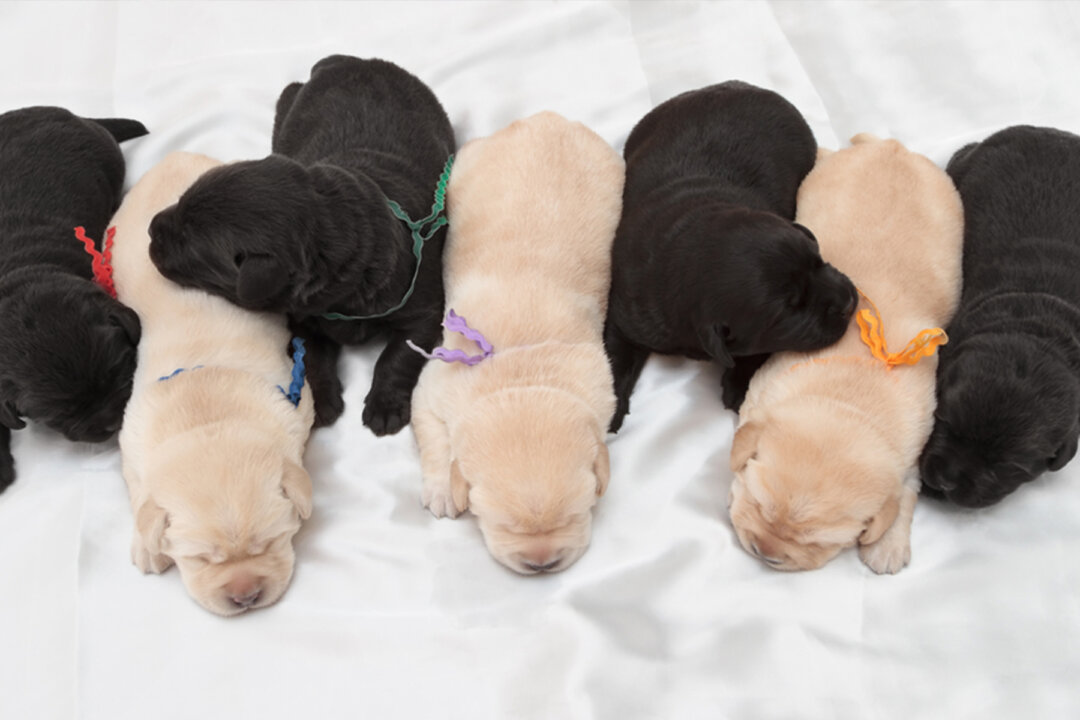 Black Labrador Gives Birth to Bumper Litter of 14 Puppies: ‘One to ...