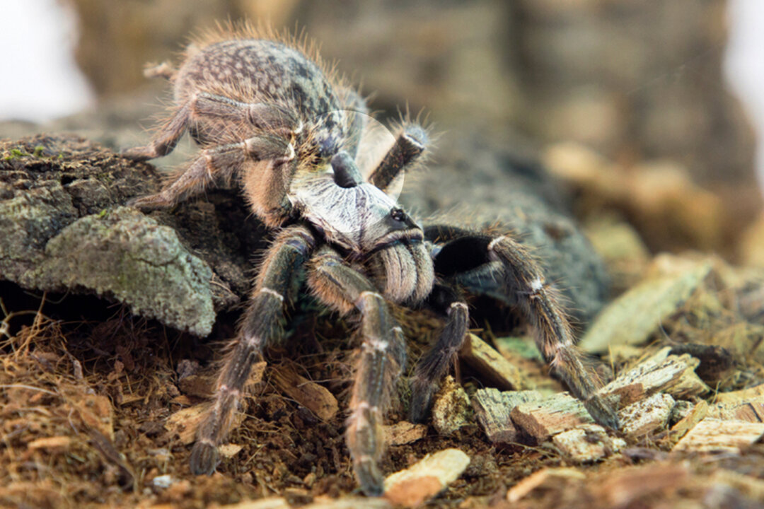 Scientists Discover Strange New Tarantula Species With ‘Horn’ on Its ...