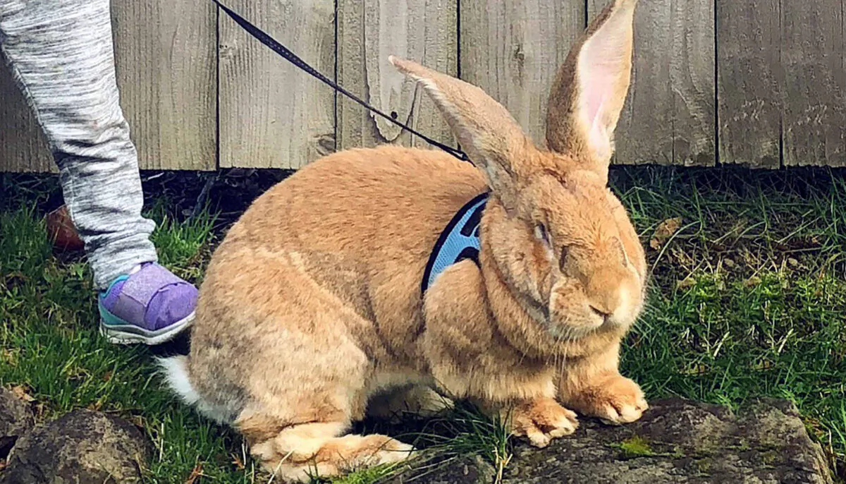 Giant House Rabbit ‘Cocoa Puff’ Is Almost as Big as His Human Sis, Has ...