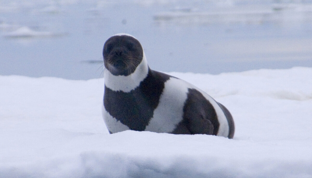 Extremely Rare Ribbon Seal With Four Gorgeous Bands Is the ‘Most ...