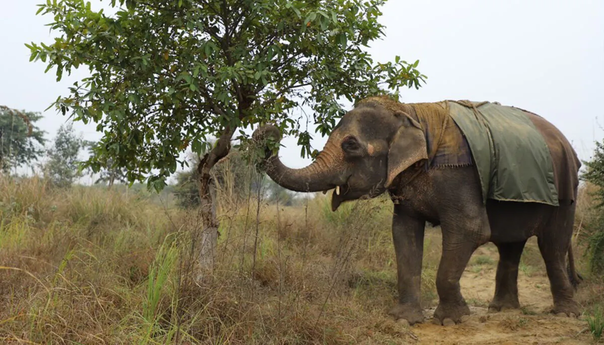 Blind Abused Elephant Spent 40 Years Panhandling for Owner, Is Now ...