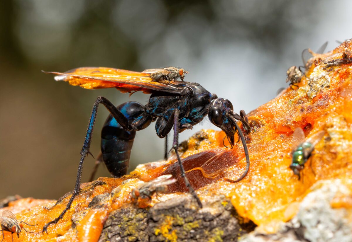 Tarantula Hawk Wasp Has the 2nd Most Painful Bug Sting in the World–but ...