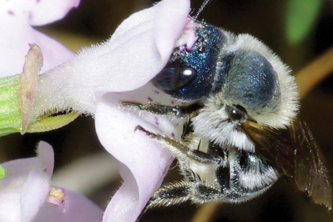 Researchers Rediscover Ultra-Rare BLUE Bee, Long Thought to Be Lost, in ...