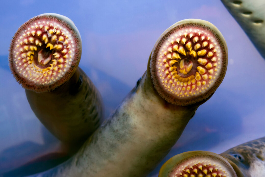 Bloodsucking ‘Vampire Fish’ Are Spawning in Vermont’s Waters–but ...