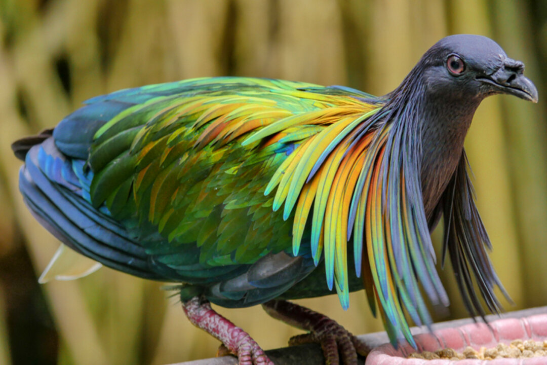 6 of the World’s Most Spectacular Pigeons: These Stunning Birds Must Be ...
