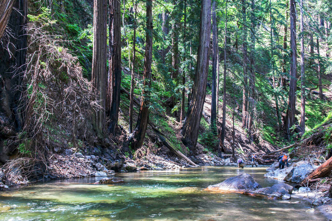 Native American Tribe Reclaims Old-Growth Redwood Ancestral Lands After ...