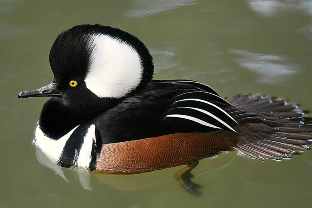 7 Most Uniquely Beautiful and Special Ducks From Around the World | The ...