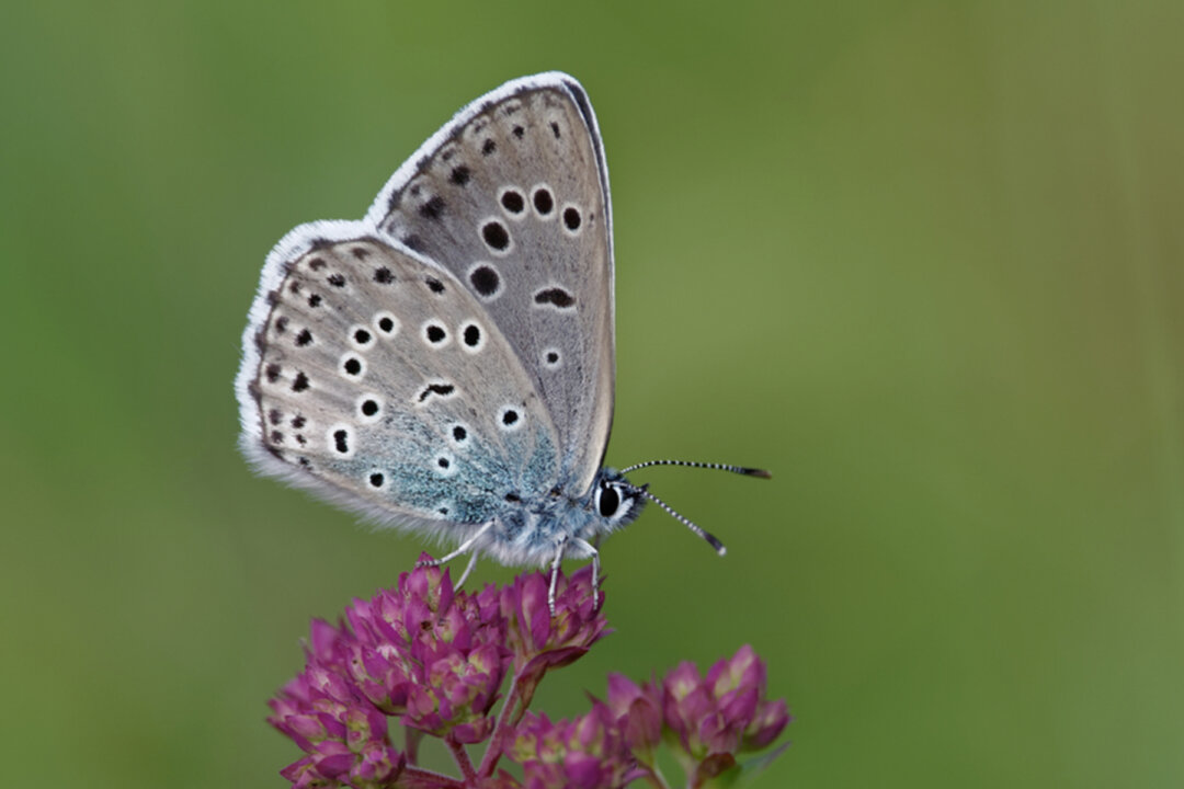 Rare Large Blue Butterfly That Was Previously Extinct Successfully ...