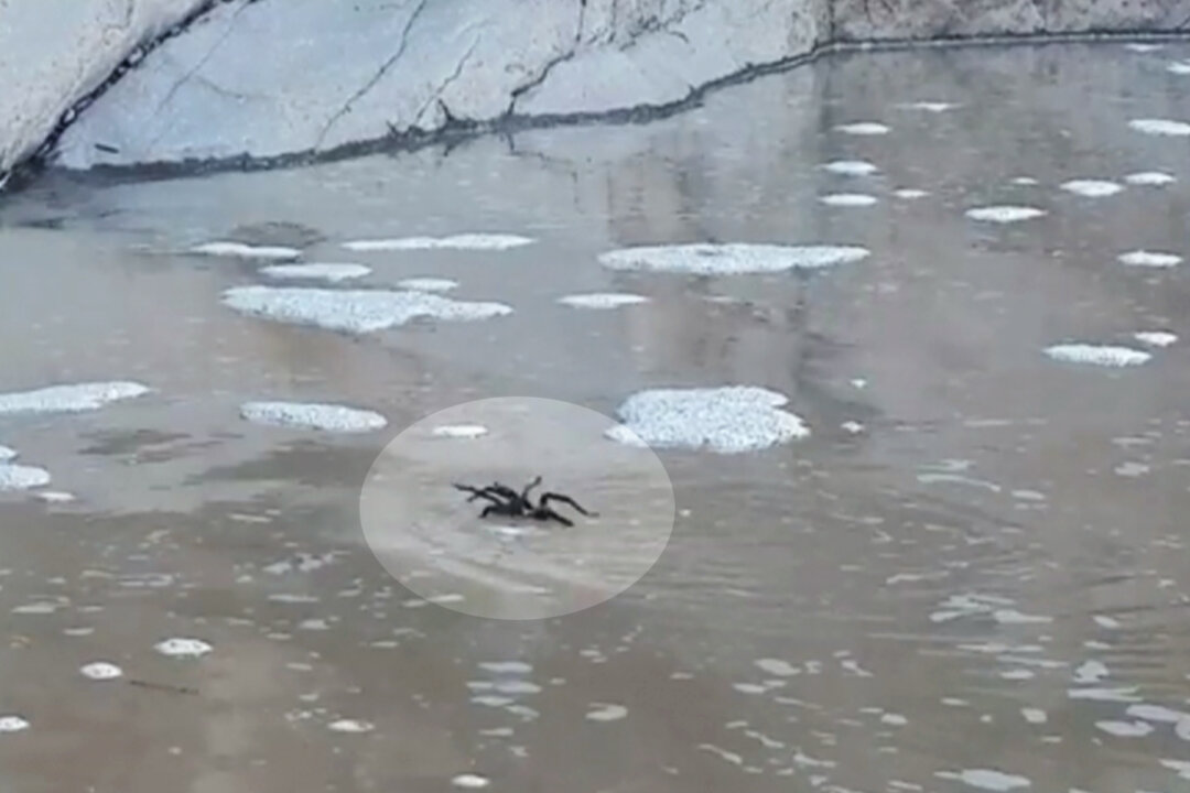 Video Footage Shows a Tarantula ‘Swimming’ in Texas River | The Epoch Times