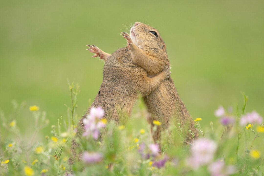 Photographer Captures a Sweet Image of Two Adorable Squirrels Sharing a ...