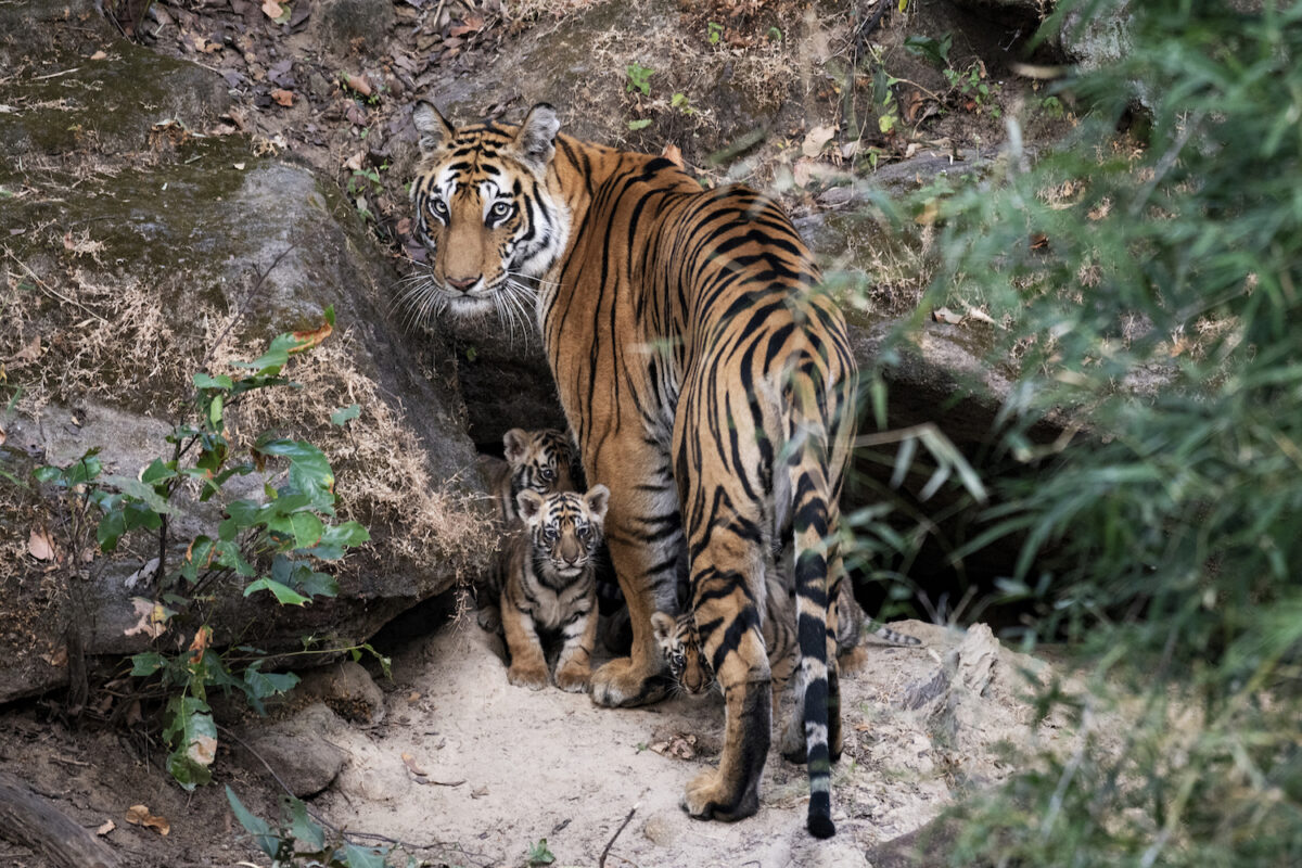 Photographer Captures the Rare Moment Newborn Tiger Cubs Emerge From a ...