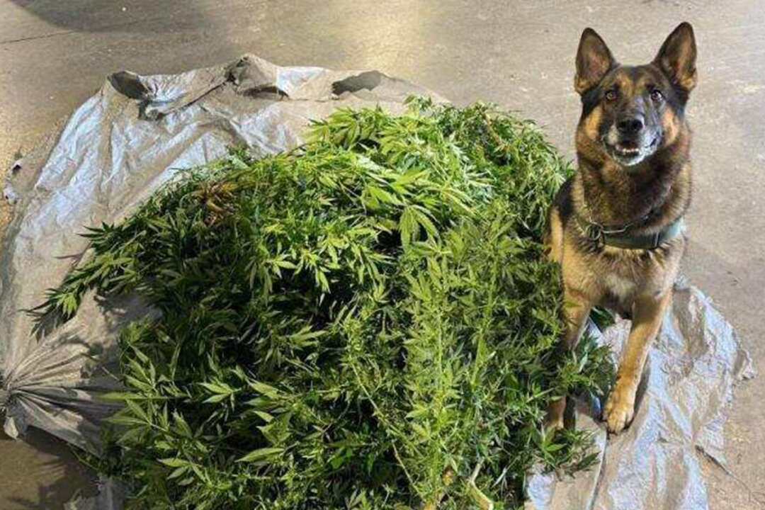 Maine Border Patrol K9 Sniffs Out 40 Pounds of Marijuana From Illegal ...
