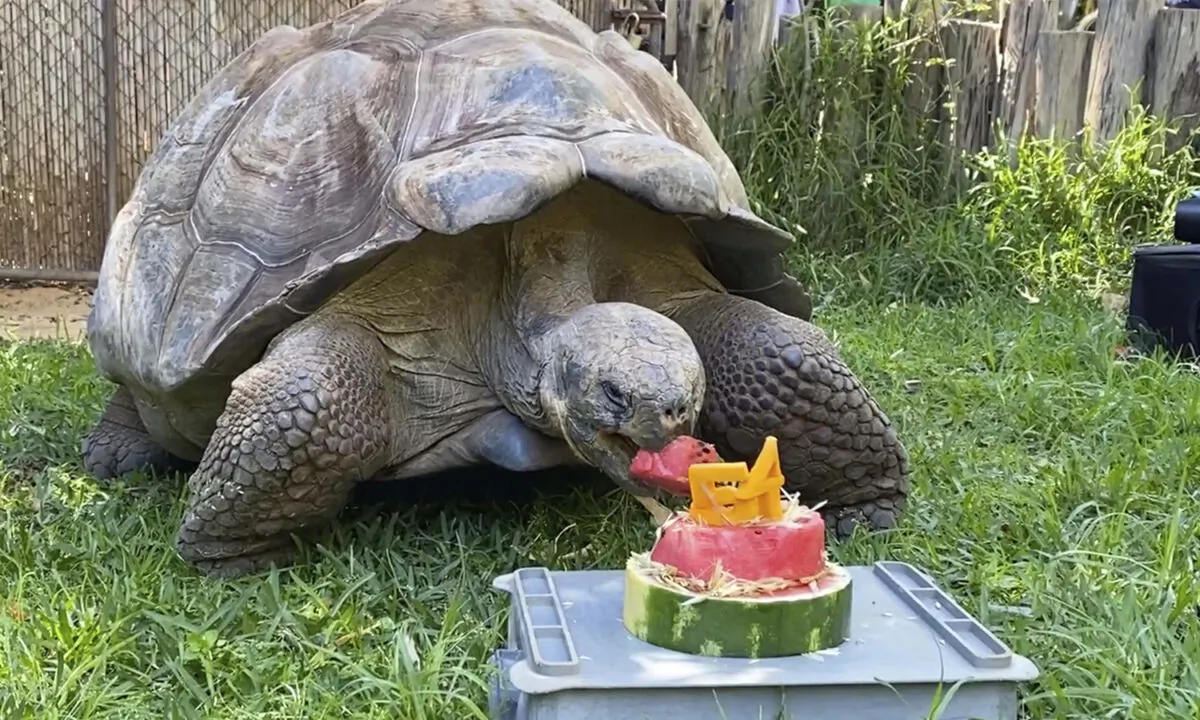 440lb Galapagos Tortoise Celebrates 54th Birthday With Watermelon Cake ...