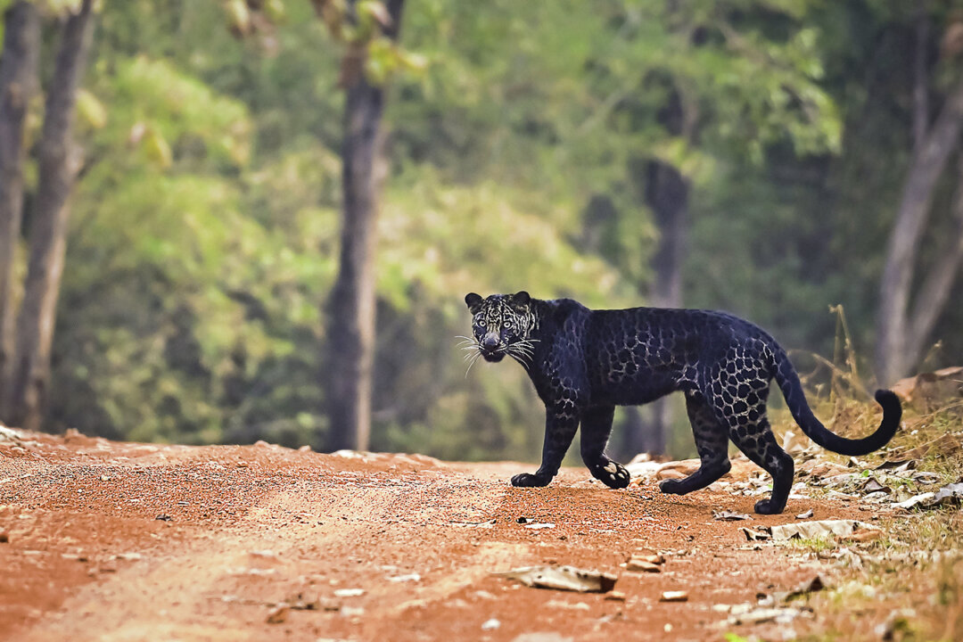 Photographer Captures Images of Extremely Rare Black Leopard After 2 ...