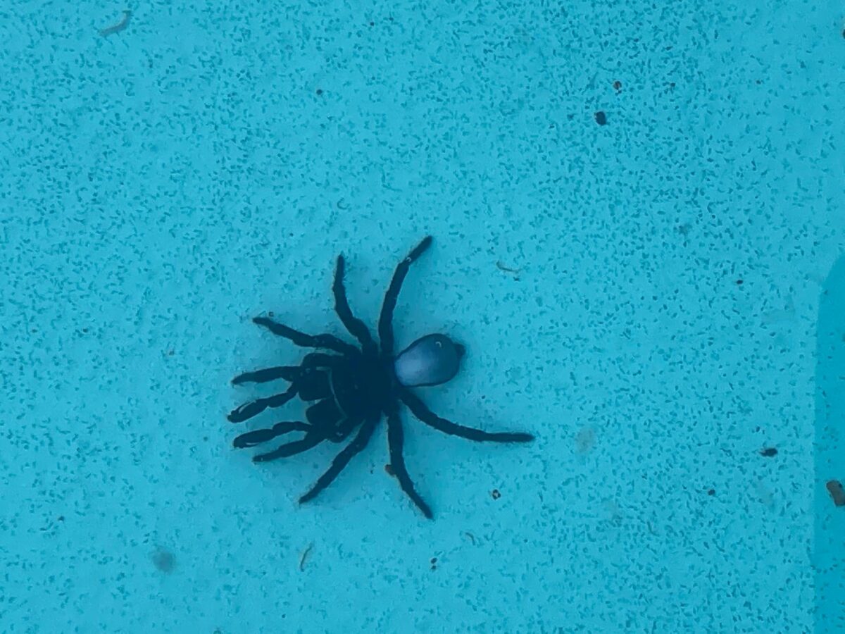 Horrified Woman Finds 20 Venomous Mouse Spiders in Her Pool in Australia