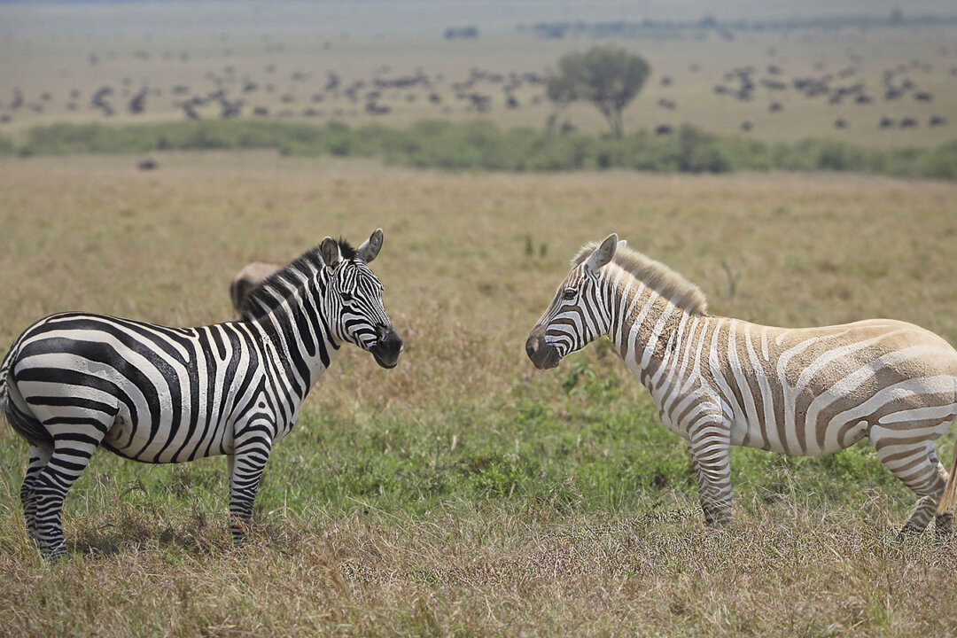 Couple on Safari Capture Photos of Extremely Rare White Zebra Grazing ...