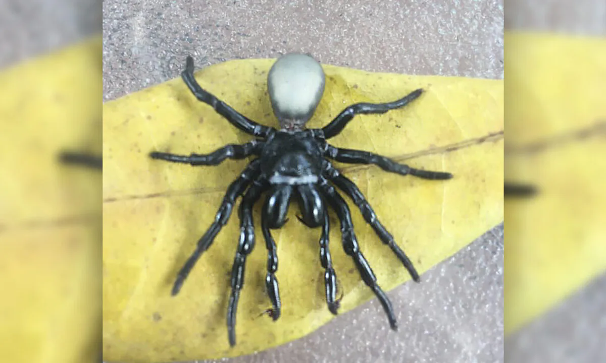 Horrified Woman Finds 20 Venomous Mouse Spiders in Her Pool in Australia