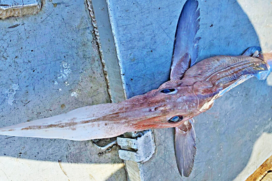 Deep-Sea Fisherman Dredges Up a Rare, Frightening ‘Spookfish’ From 800m ...