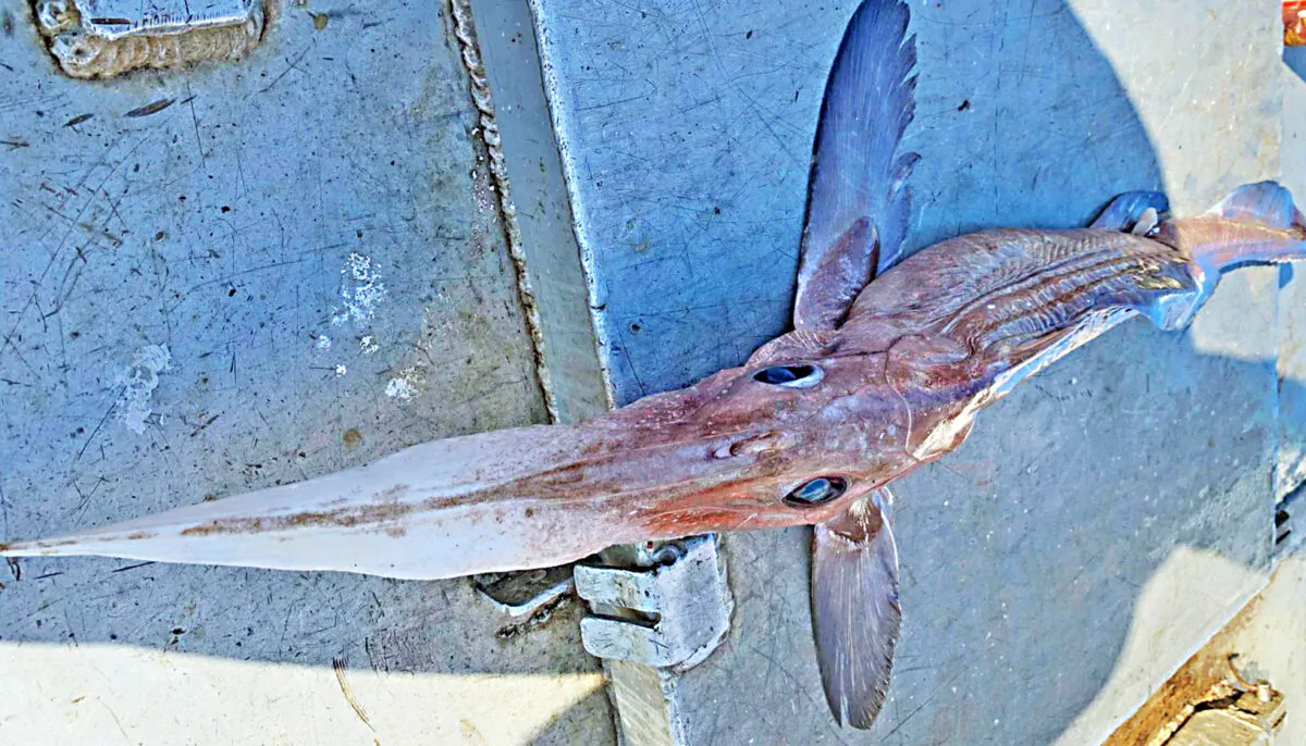 Deep-Sea Fisherman Dredges Up a Rare, Frightening ‘Spookfish’ From 800m ...