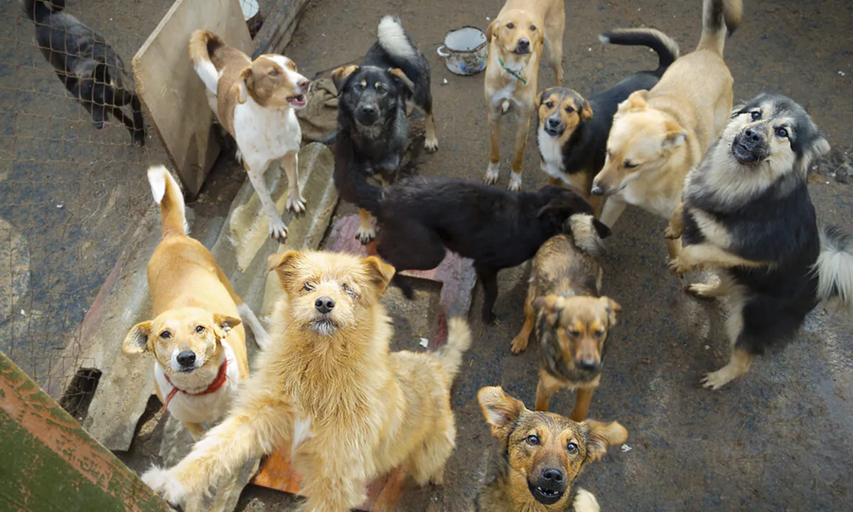 130 Stray Dogs From Puerto Rico Adopted by Americans With ‘Lockdown ...