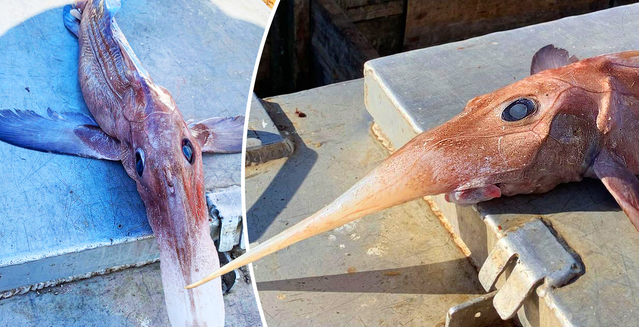 Deep-Sea Fisherman Dredges Up a Rare, Frightening ‘Spookfish’ From 800m ...