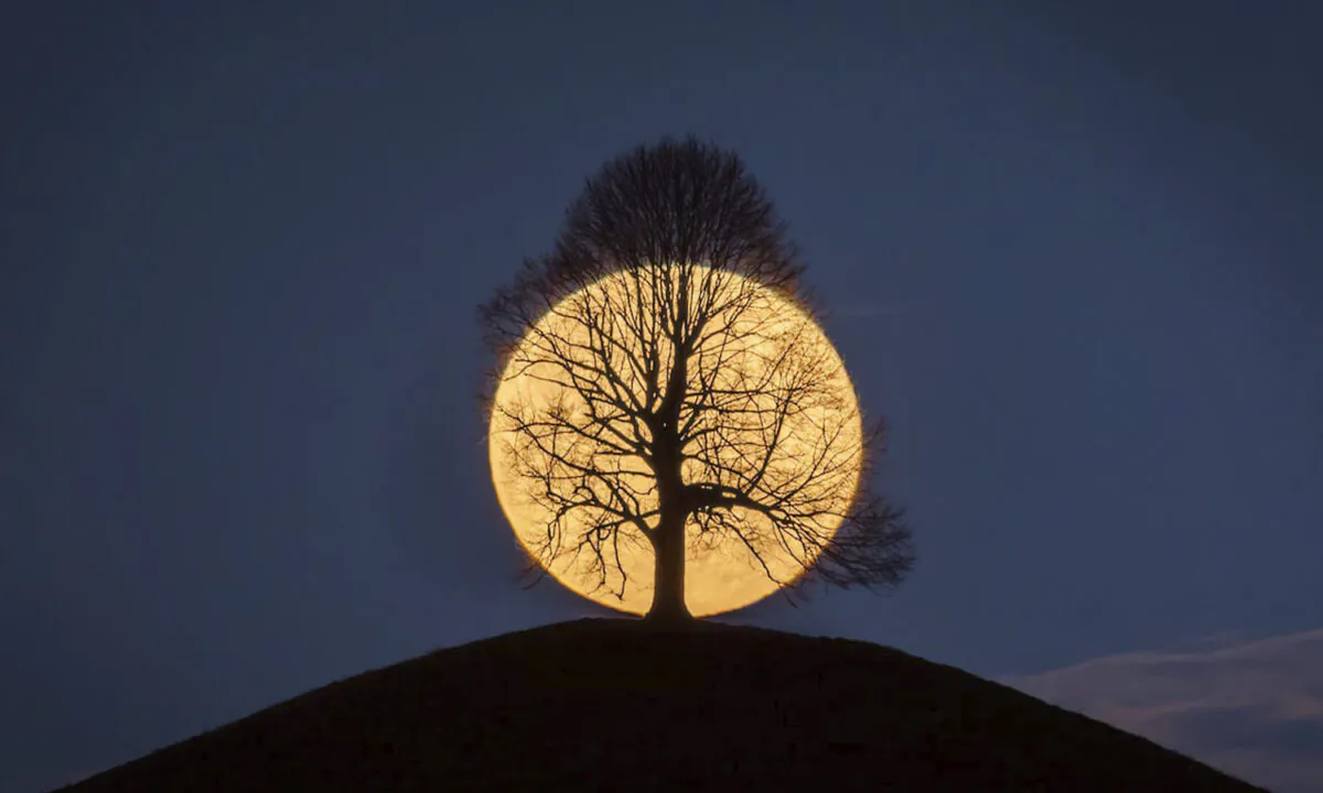 Photo of Full Moon Behind Leafless Tree Went Viral–and Photographer ...