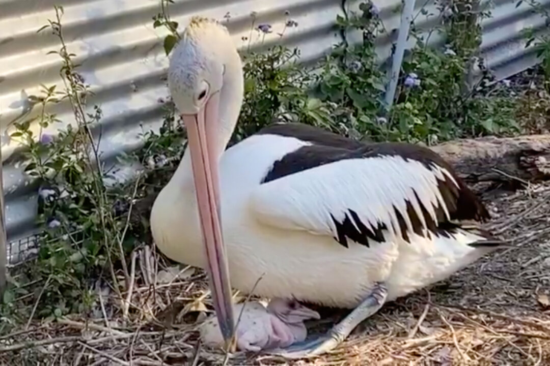 Rescued Pelican That Tried to Hatch Eggs for Six Years Becomes a Dad ...