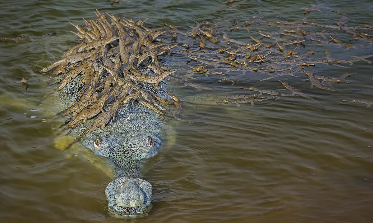 Photo of Father Crocodile Carrying Over 100 Baby Crocs on His Back Is a ...