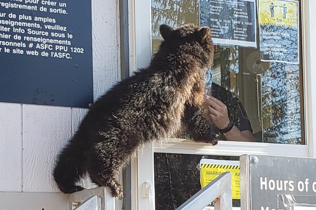 Bear Cub Tries to Cross Canada-U.S. Border | The Epoch Times