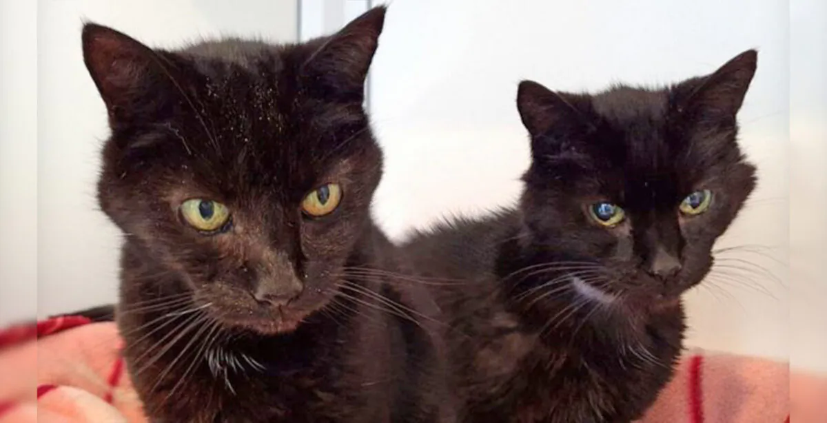 Britain’s Oldest Cat Brothers, 21, Find Home Together After Massive ...