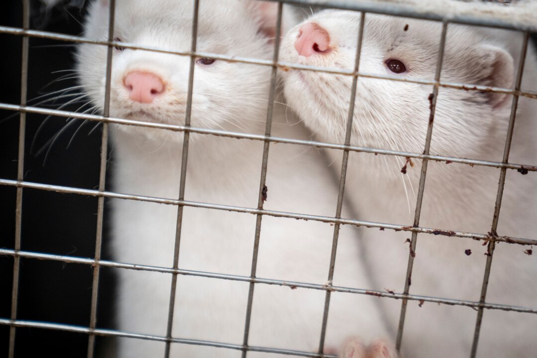 COVID-19 Outbreak Declared at BC Mink Farm | The Epoch Times
