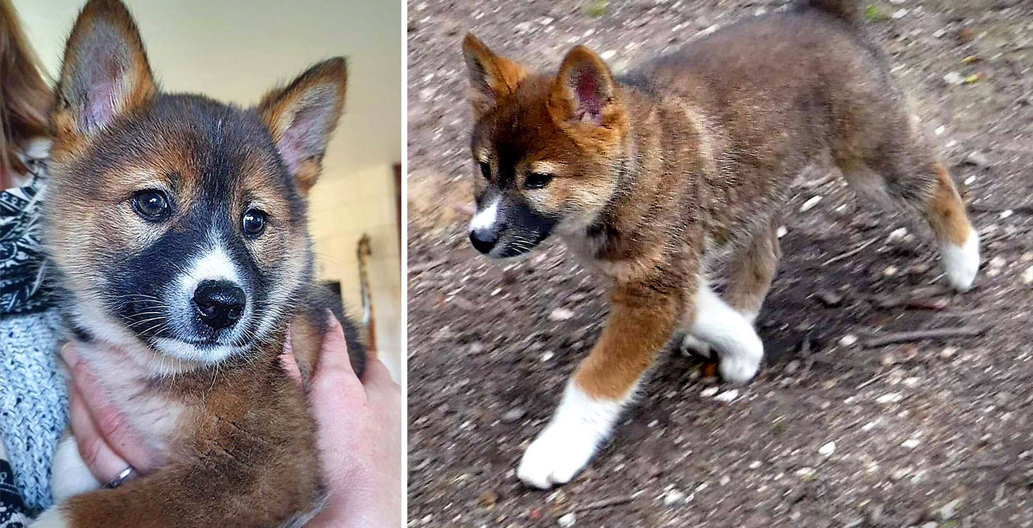Rescued Baby ‘Koala’ Turns Out to Be Ultra-Rare Purebred Alpine Dingo Puppy