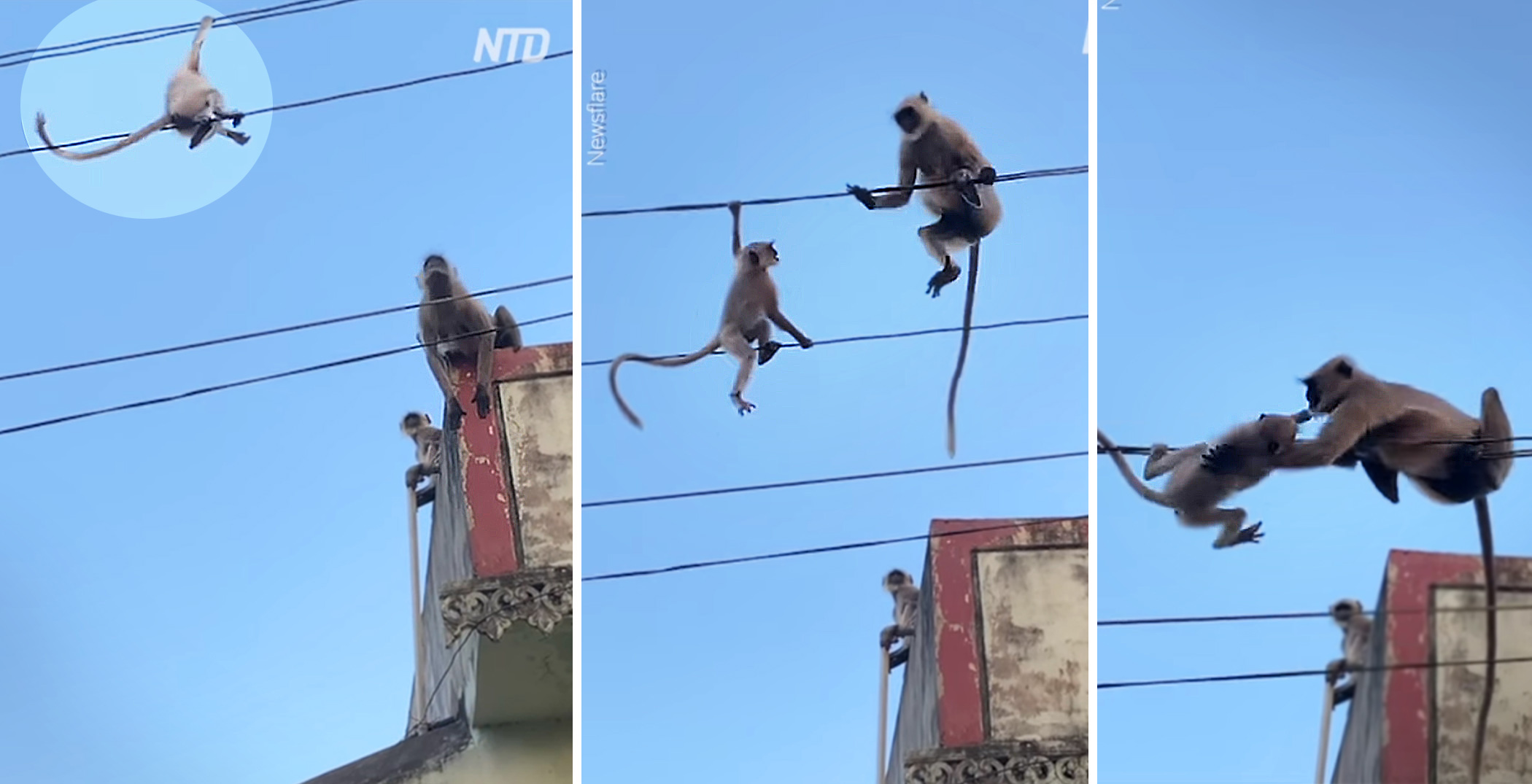 Heart-Stopping Video: Monkey Risks Its Life to Save Her Baby Trapped on ...