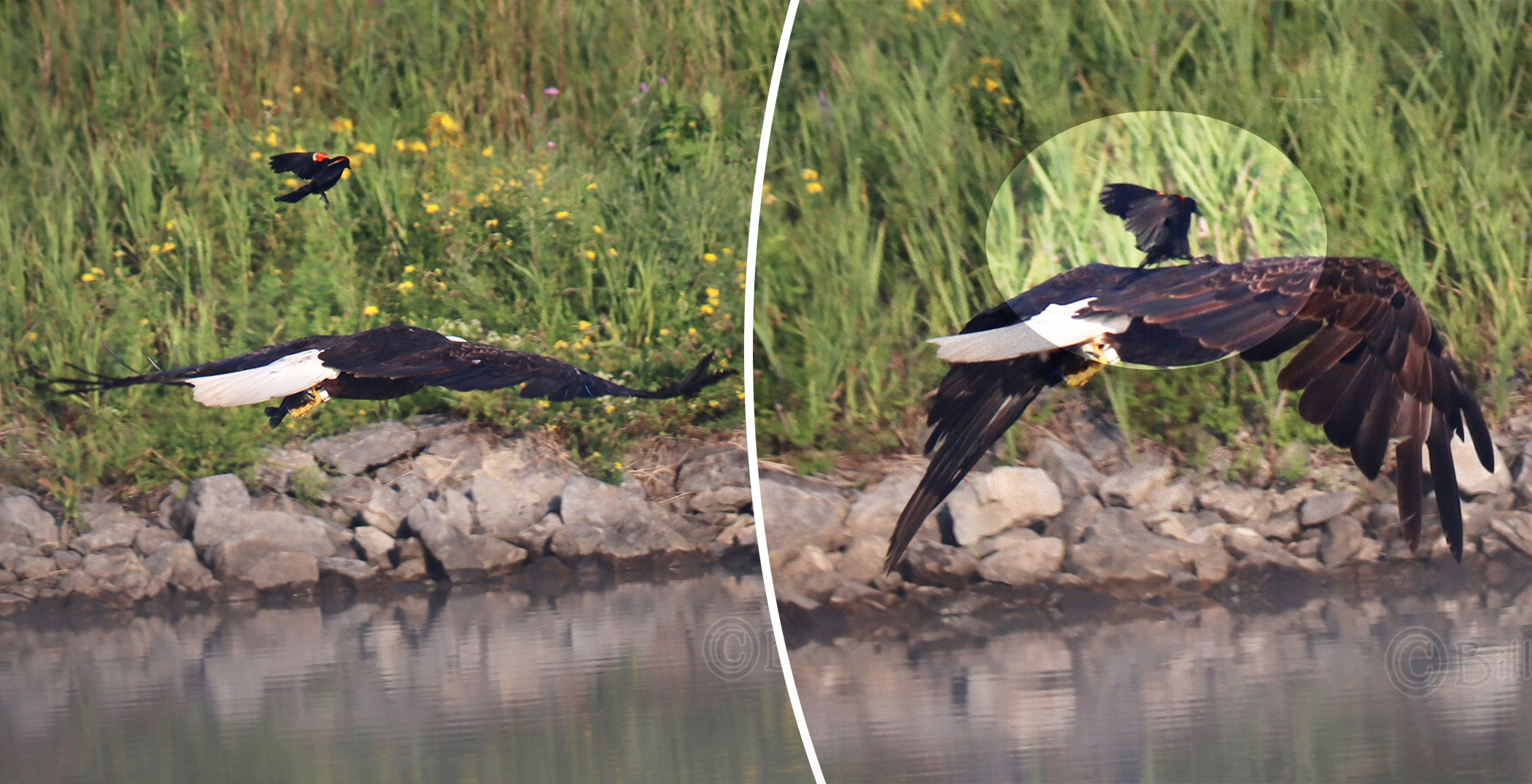 Photographer Captures Red-Winged Blackbird Riding on Bald Eagle’s Back