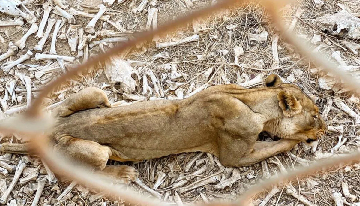 NGO Shares Shocking Images of Animals Left to Die in West African Zoo ...