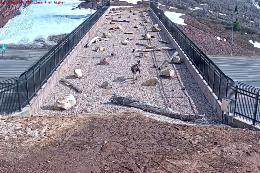Utah’s First Purpose-Built Wildlife Overpass a Success as Many Animals ...
